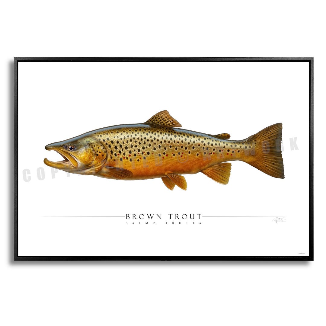 Brown Trout - Side View Freshwater Gamefish Giclee Paper & Aluminum ...
