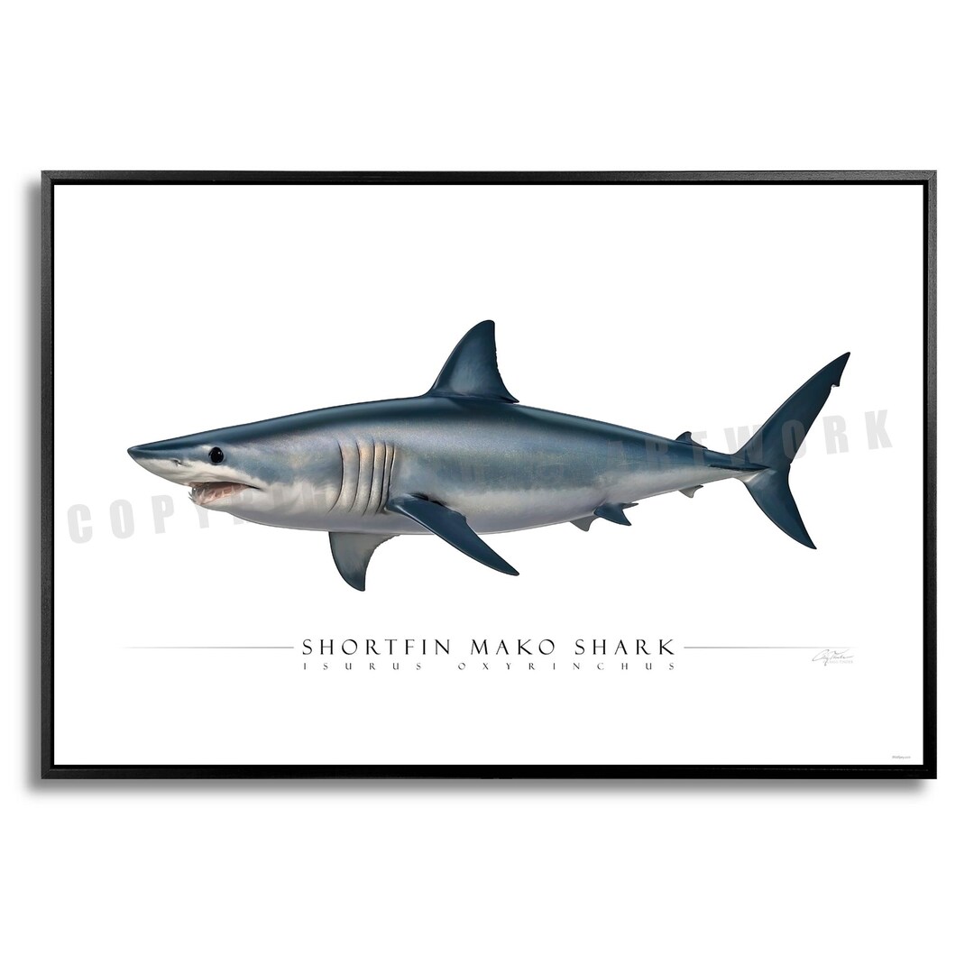 Shortfin Mako Shark - Side View Saltwater Gamefish Giclee Paper ...