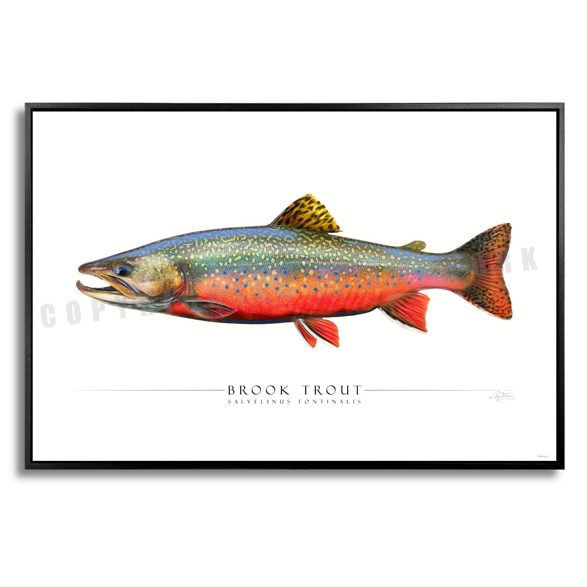 Brook Trout - Side View Freshwater Gamefish Giclee Paper & Aluminum ...