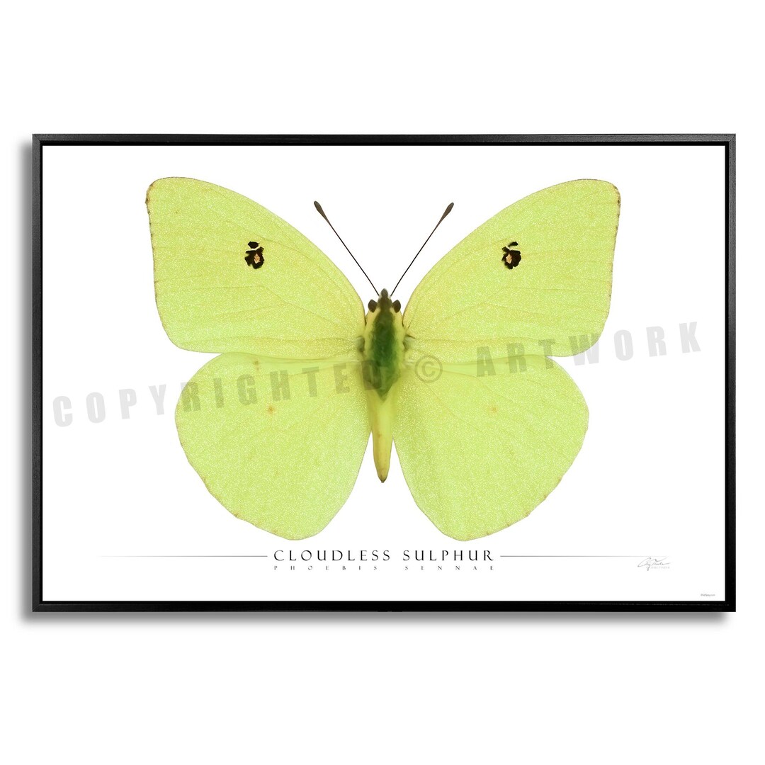 Cloudless Sulphur Butterfly - Side View Insect Giclee Paper & Aluminum ...