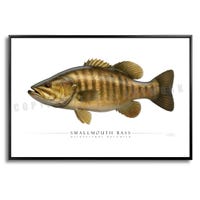 Mobile Basin Redeye Bass Slam - Etsy