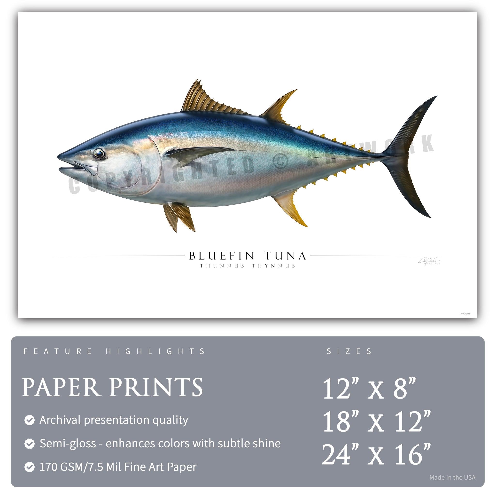 Bluefin Tuna - Side View Saltwater Gamefish Giclee Paper & Aluminum ...