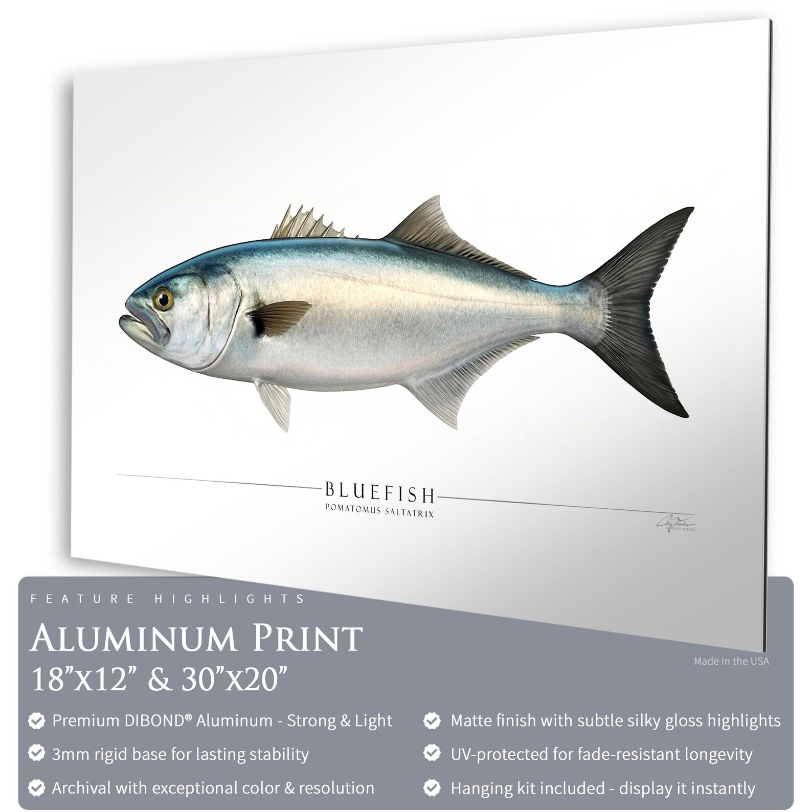 Bluefish - Side View Saltwater Gamefish Giclee Paper & Aluminum Prints ...