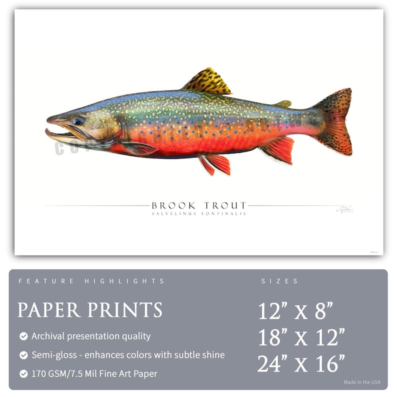 Brook Trout - Side View Freshwater Gamefish Giclee Paper & Aluminum ...