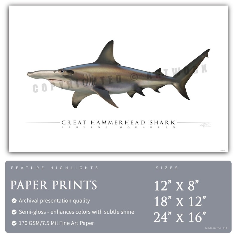 Great Hammerhead Shark - Side View Saltwater Gamefish Giclee Paper & Aluminum Prints - Etsy