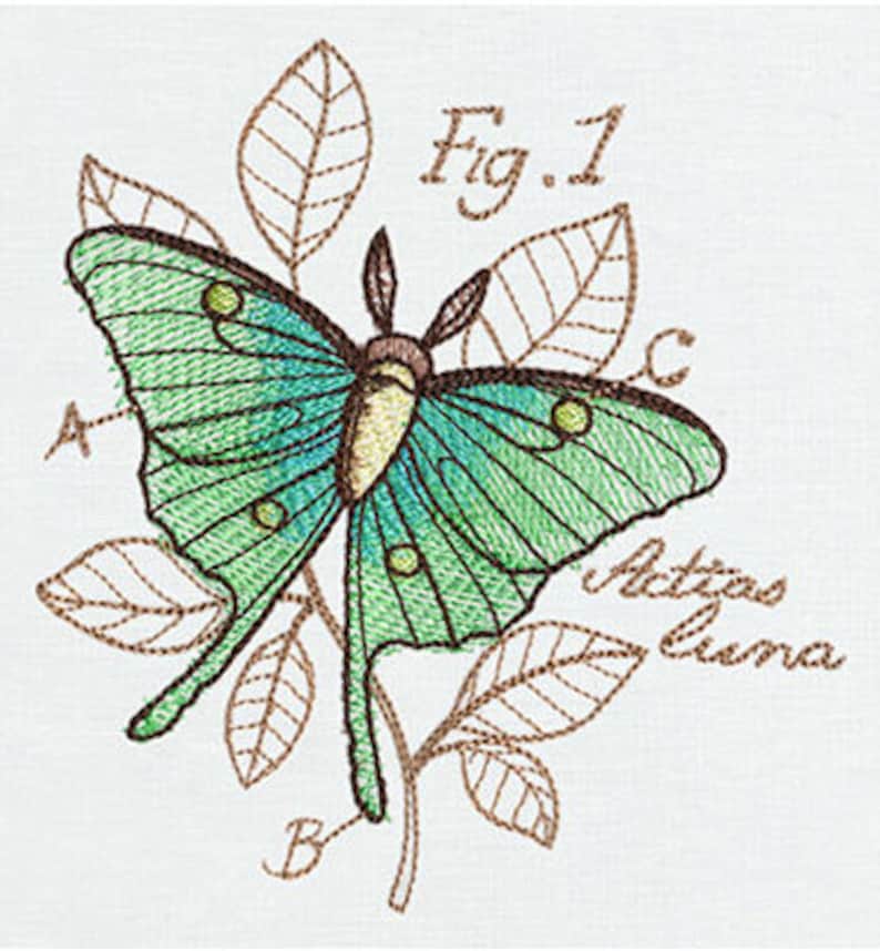 Luna Moth Menagerie Diagram Embroidered Waffle Weave Hand/dish - Etsy