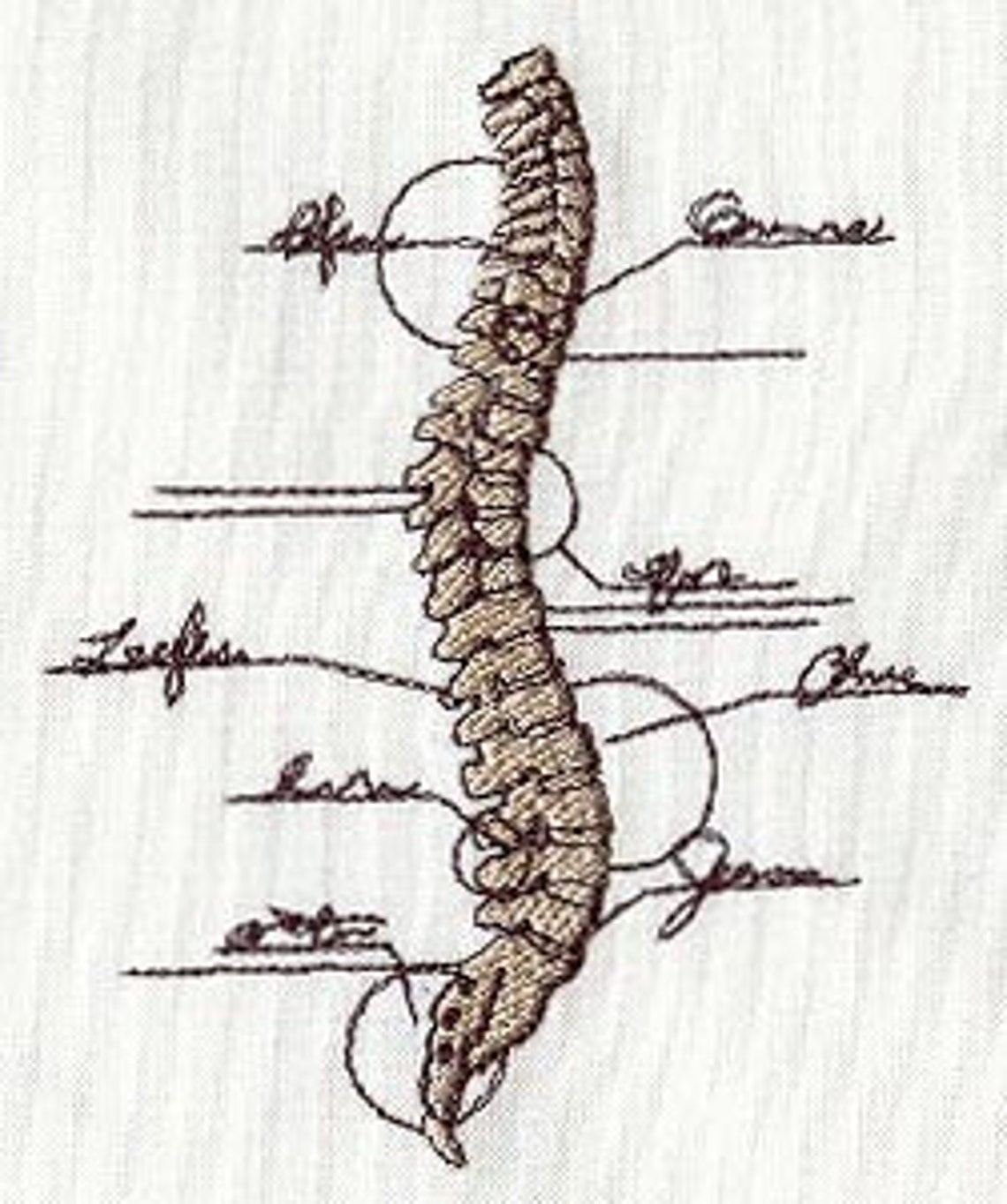 Anatomical Spine Embroidered Waffle Weave Hand/dish Towel - Etsy