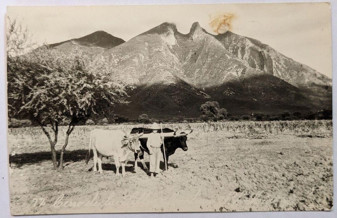 Farmer With Long Horn Cows in Yoke Cerro De La Silla Monterrey Mexico ...