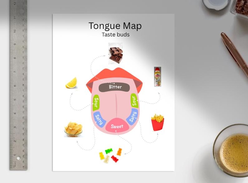 Tongue Map Visual Aid | Taste Buds Diagram | 5 Senses Learning Poster ...