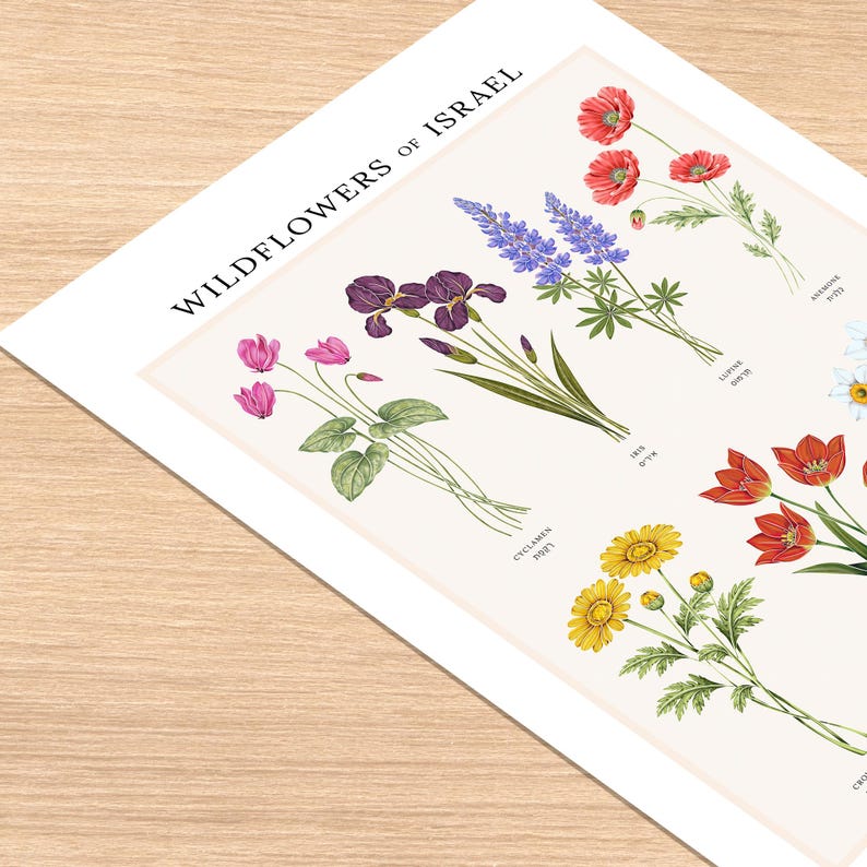 Wildflowers of Israel · Botanical Art Print · Sandy Neutral Edition ...