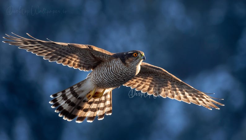 Sparrowhawk Wallpaper - Instant Digital Download, 1 PNG File. - Etsy