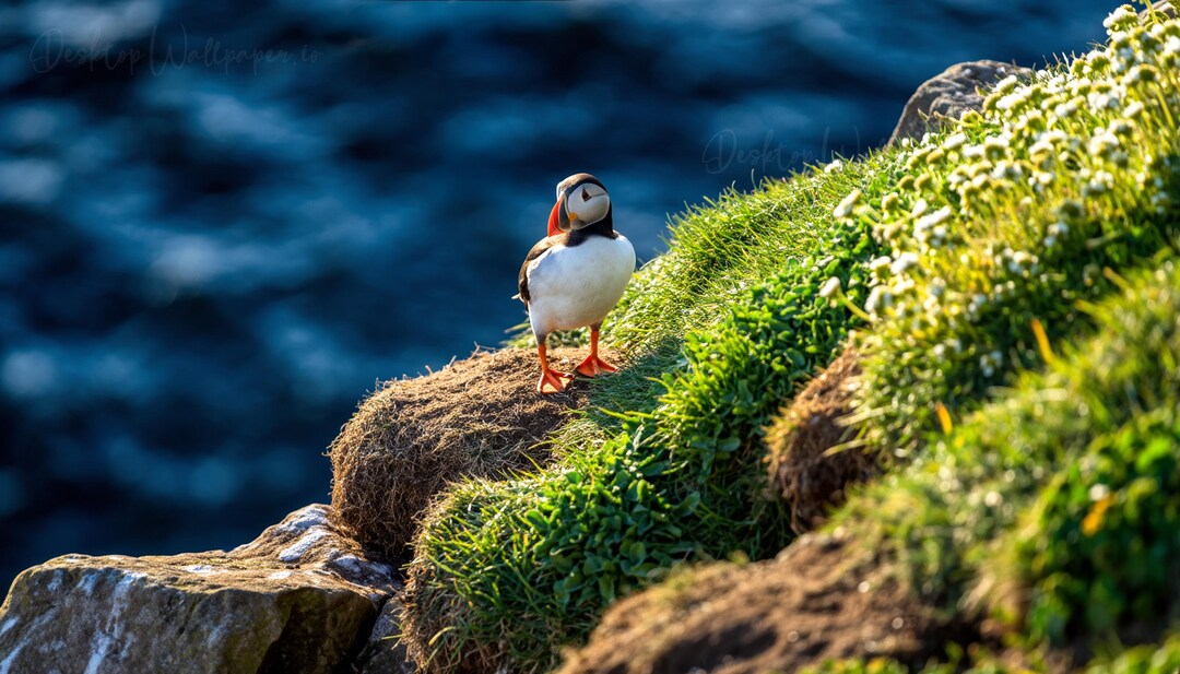 Puffin on Cliff Desktop Wallpaper - Instant Digital Download, 1 PNG ...