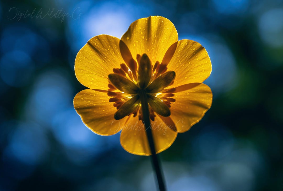 Buttercup - Instant Digital Download, Printing, Art Projects, Wallpaper ...