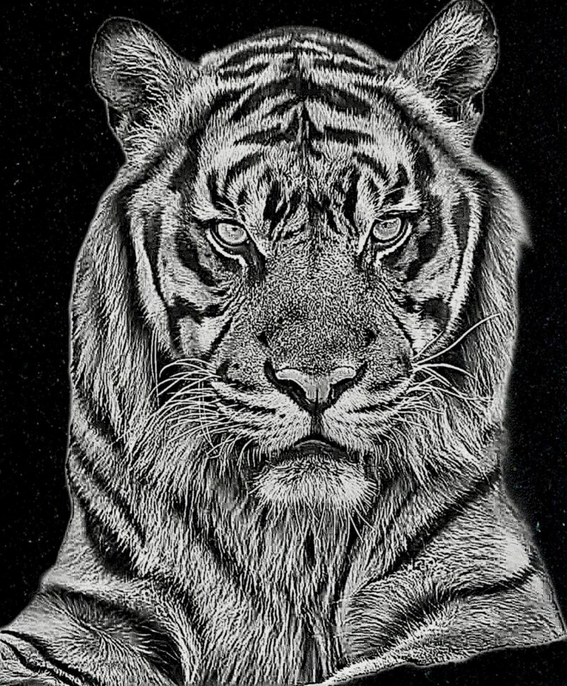 Big Cats Portrait PNG Bundle – Tigers, Cheetah, Puma & Jaguar | 16 ...