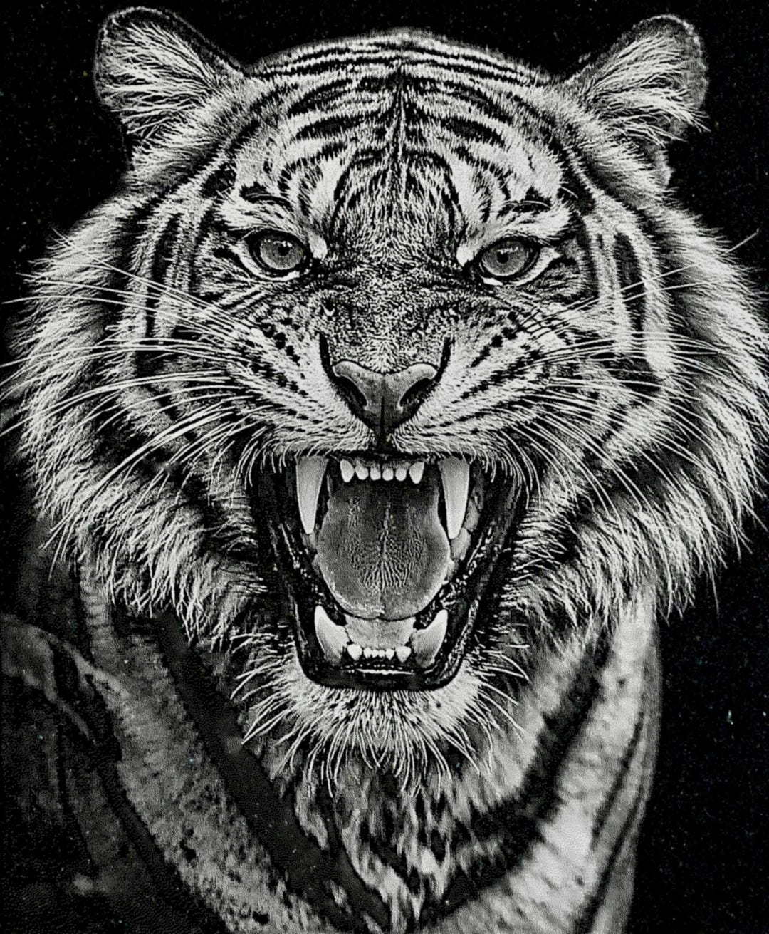 Big Cats Portrait PNG Bundle – Tigers, Cheetah, Puma & Jaguar | 16 ...