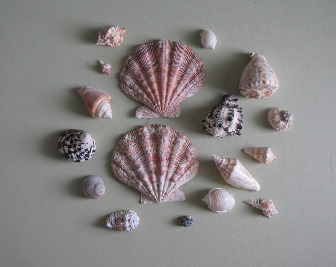 Seashell Collection - 15+ Shells - Etsy