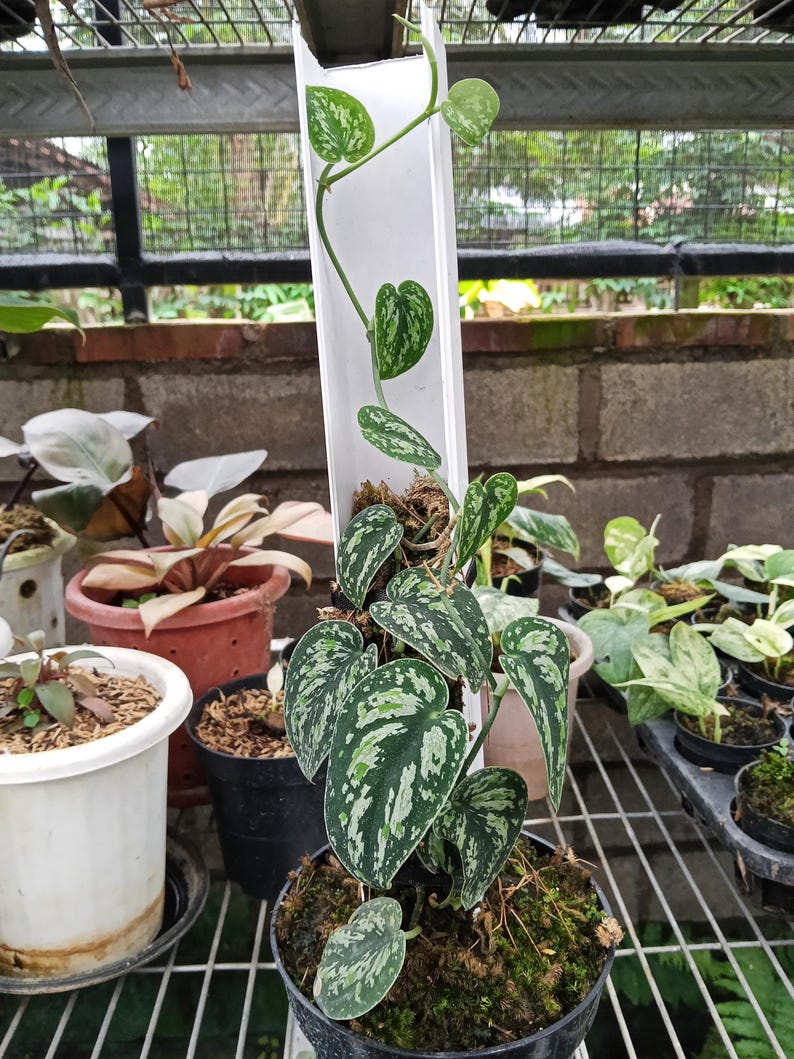 Real Picture Scindapsus Tricolor Variegated - Etsy