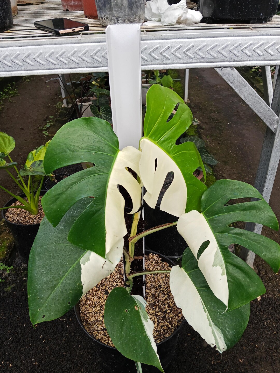 Real Picture Monstera Albo Halfmoon Variegated Big Size - Etsy