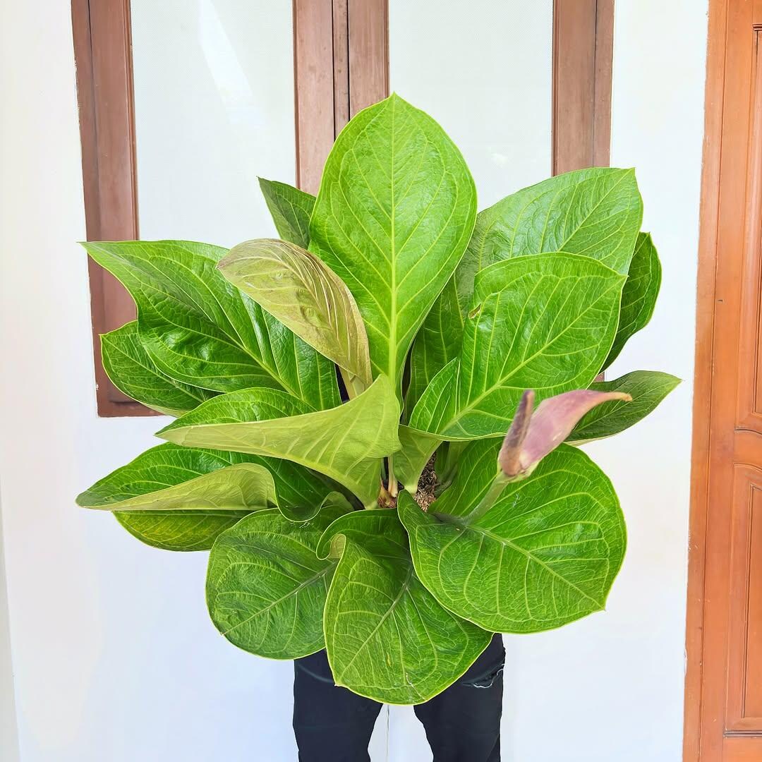 King Anthurium Jenmani Large Size Super Very Green Beauty - Etsy