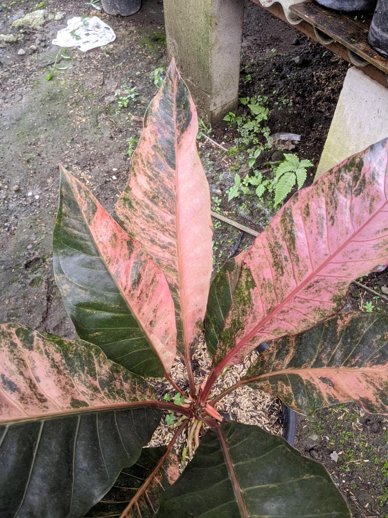 Anthurium Hookeri Pink Variegated Big Size Real Picture - Etsy