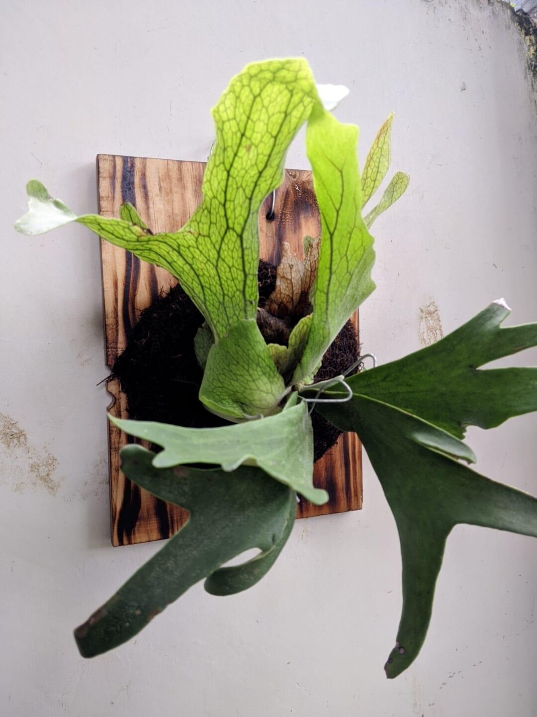 Platycerium Willinky Dwarf Very Beauty Real Picture - Etsy
