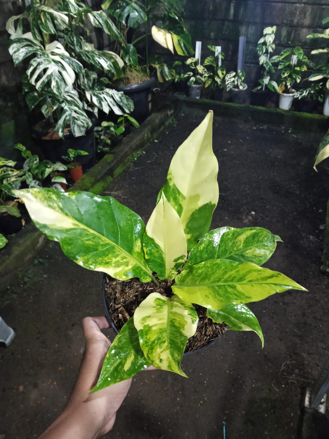 Plant Anthurium Hookeri Yellow Variegated Real Picture - Etsy