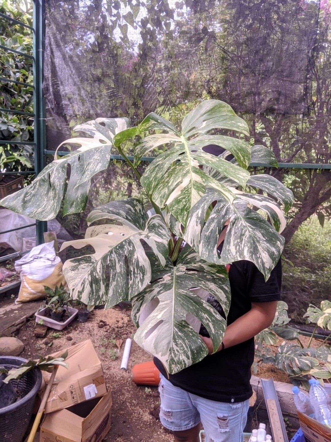Monstera Albo White Tiger Variegated Very Beauty Real Picture - Etsy