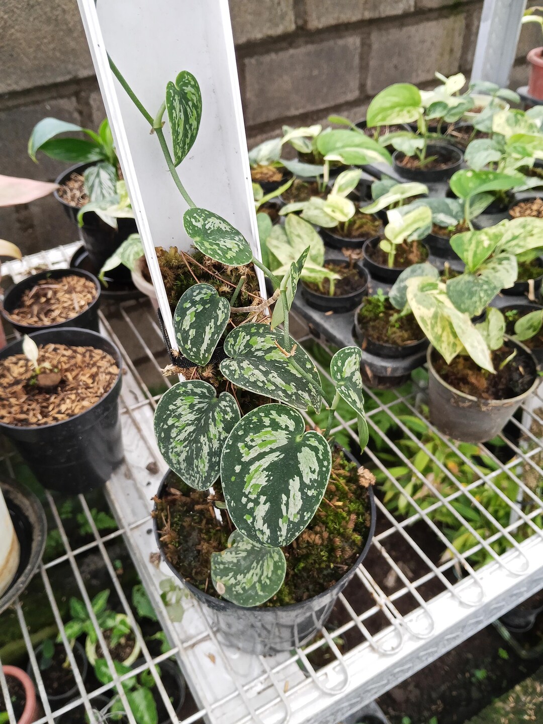 Real Picture Scindapsus Tricolor Variegated - Etsy