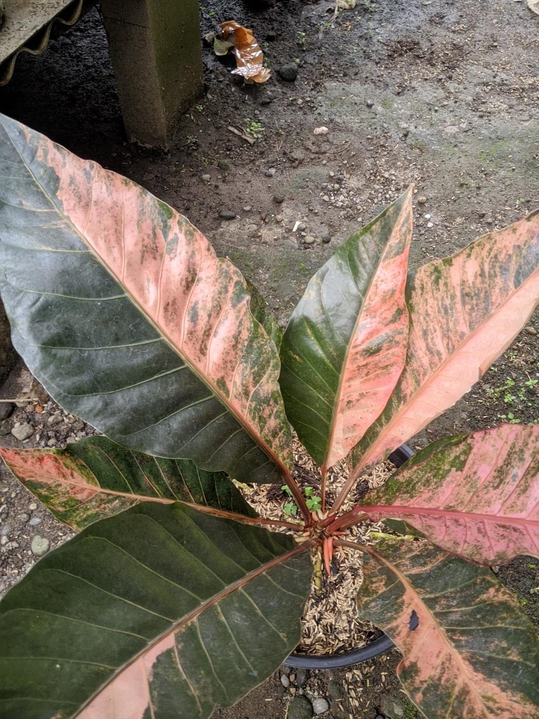 Anthurium Hookeri Pink Variegated Big Size Real Picture - Etsy