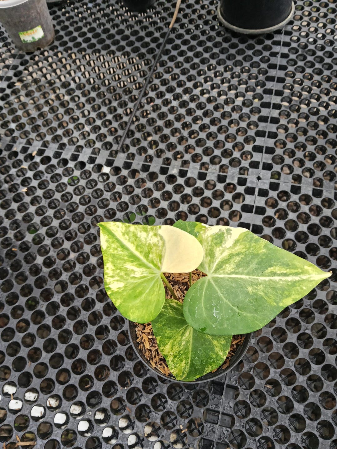 Anthurium Clarynervium X Pterodactyl Hybrid Variegated Real Picture - Etsy