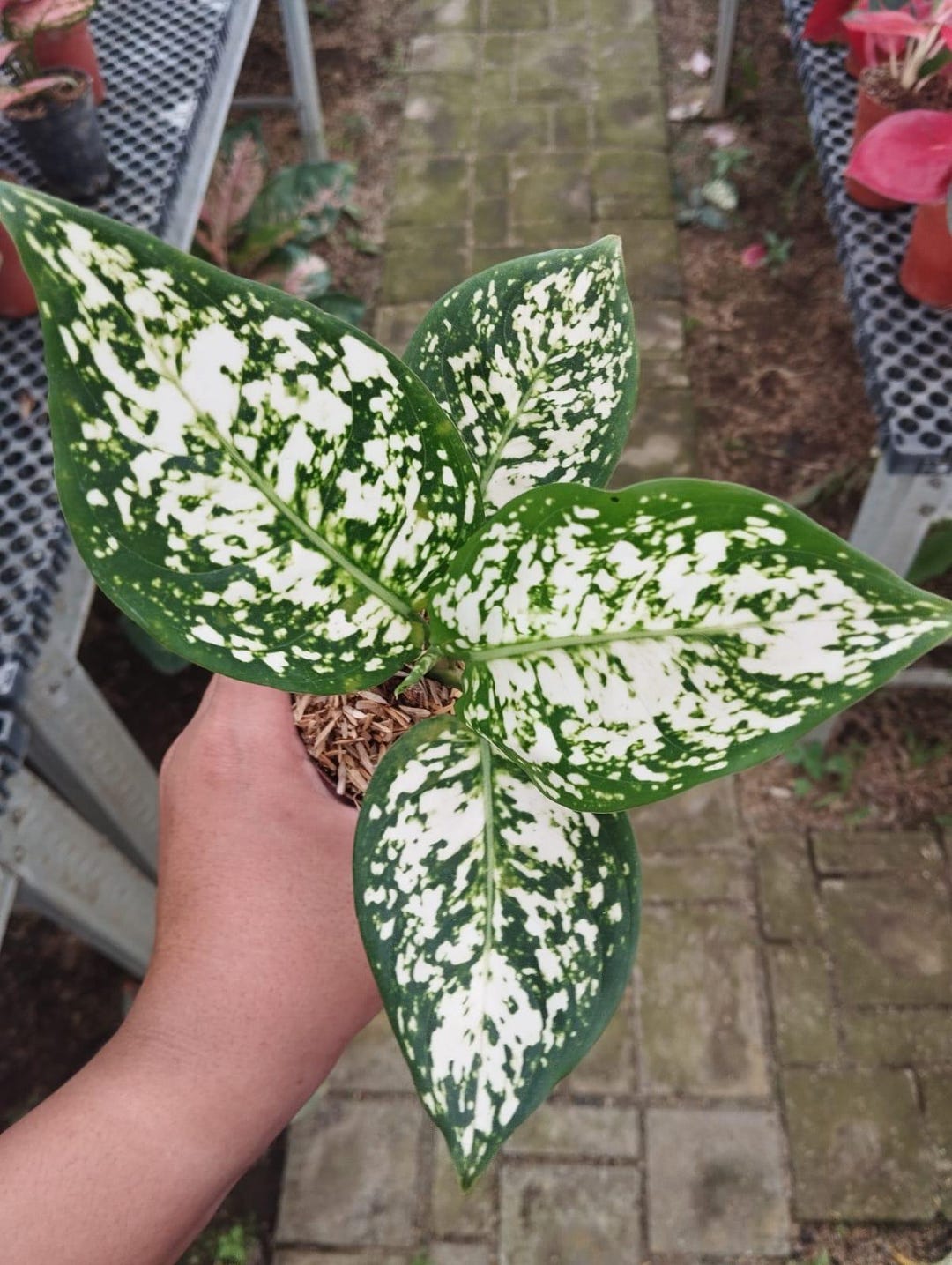 Aglaonema Dud White Variegated Real Picture - Etsy