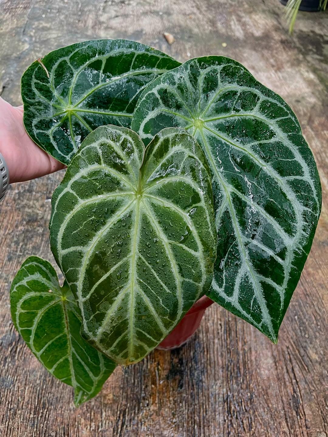Anthurium Forgetti X Silver Blush Variegated Large Size Real Picture - Etsy