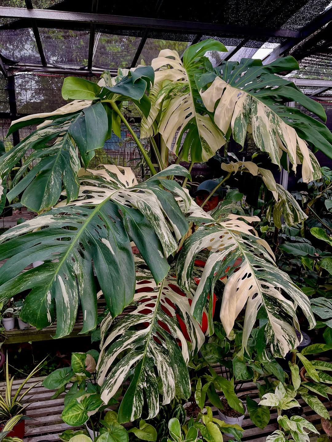 Monstera Albo White Tiger Variegated Super Large Size Mature Plant Real ...