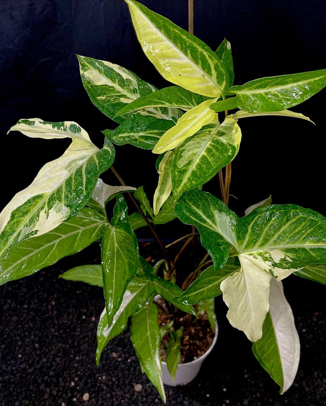 Syngonium Angustatum Variegated Lush Leaves Real Picture - Etsy