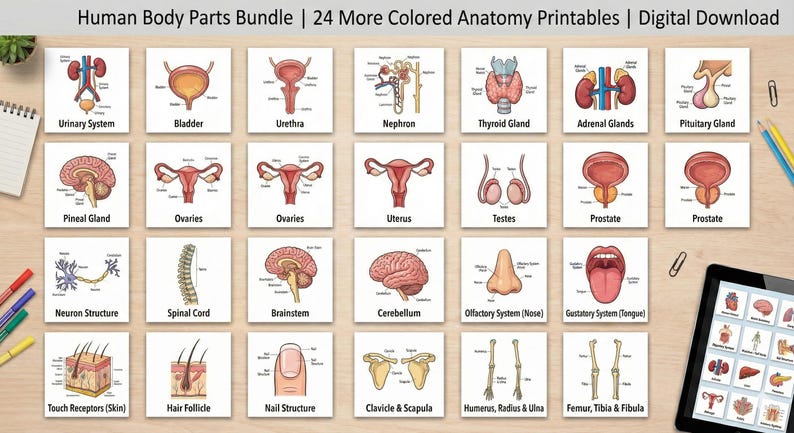 100+ Human Body Parts Bundle | A4 Labeled Anatomy Components | Colored ...