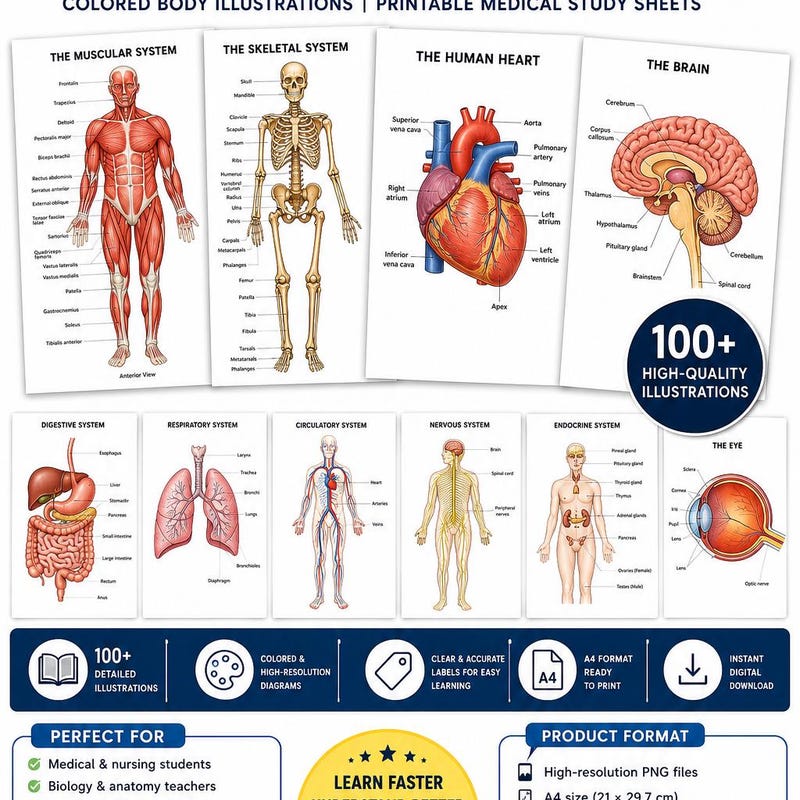Human Anatomy Posters Bundle - Etsy UK