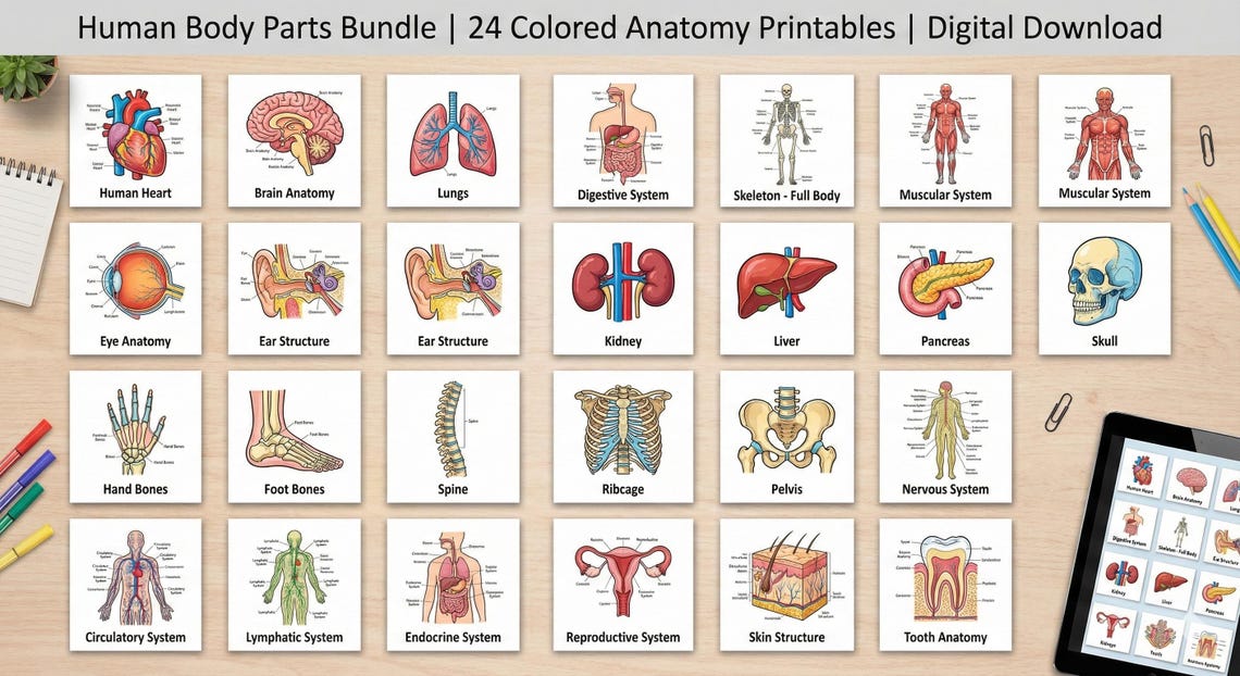 100+ Human Body Parts Bundle | A4 Labeled Anatomy Components | Colored ...