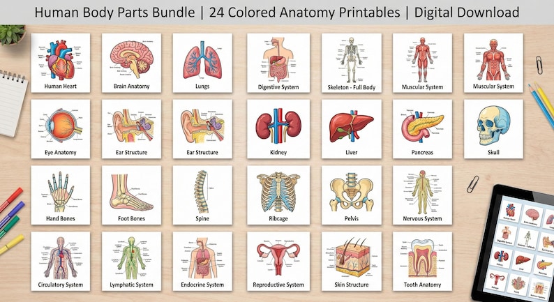100+ Human Body Parts Bundle | A4 Labeled Anatomy Components | Colored ...