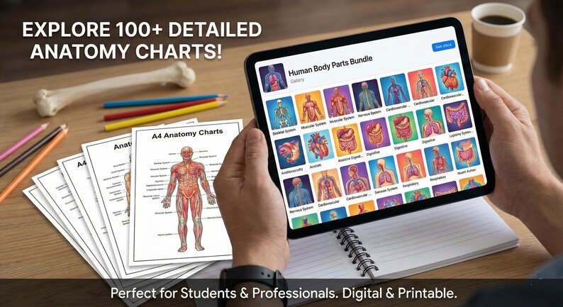 100+ Human Body Parts Bundle | A4 Labeled Anatomy Components | Colored ...