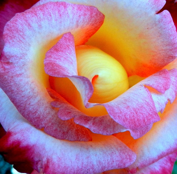 Items similar to Waves of Pink Rose on Etsy