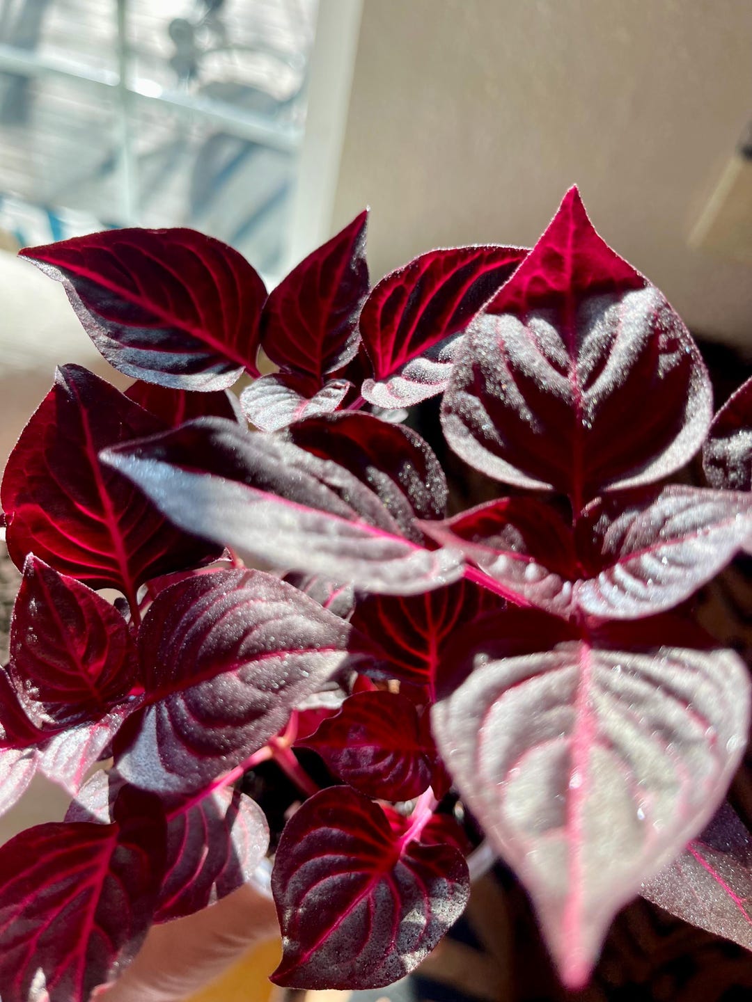 Bloodleaf Plant | Iresine Herbstii, Red Foliage Houseplant - Etsy