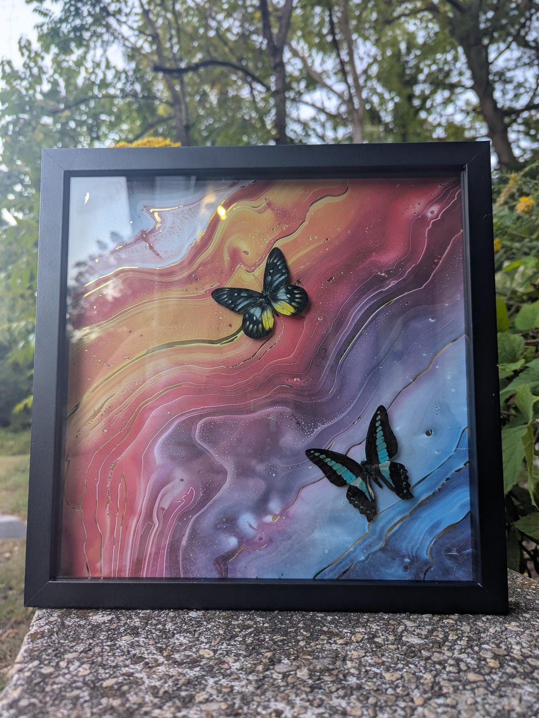 Delias Ninus & Papilio Bromius - Etsy