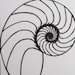 NAUTILUS Shell Silhouette Paper Cutout Handcut in Black Symbolic Wall ...
