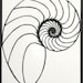 NAUTILUS Shell Silhouette Paper Cutout Handcut in Black Symbolic Wall ...