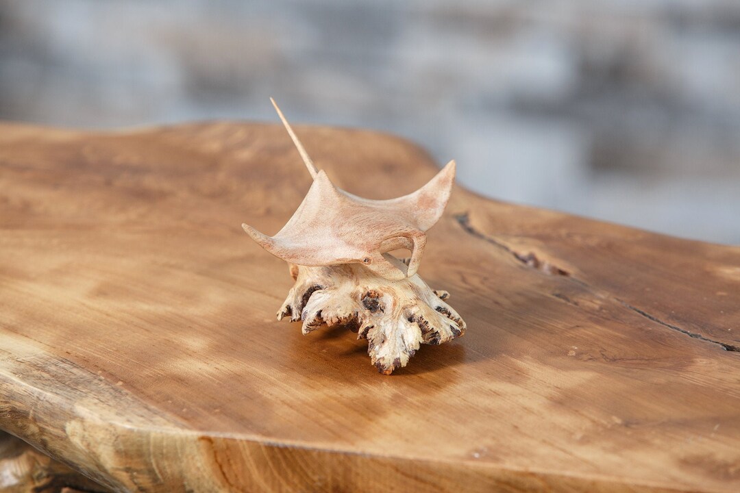 Small Stingray Carved Onto Parasite Wood, Wooden Figure - Etsy