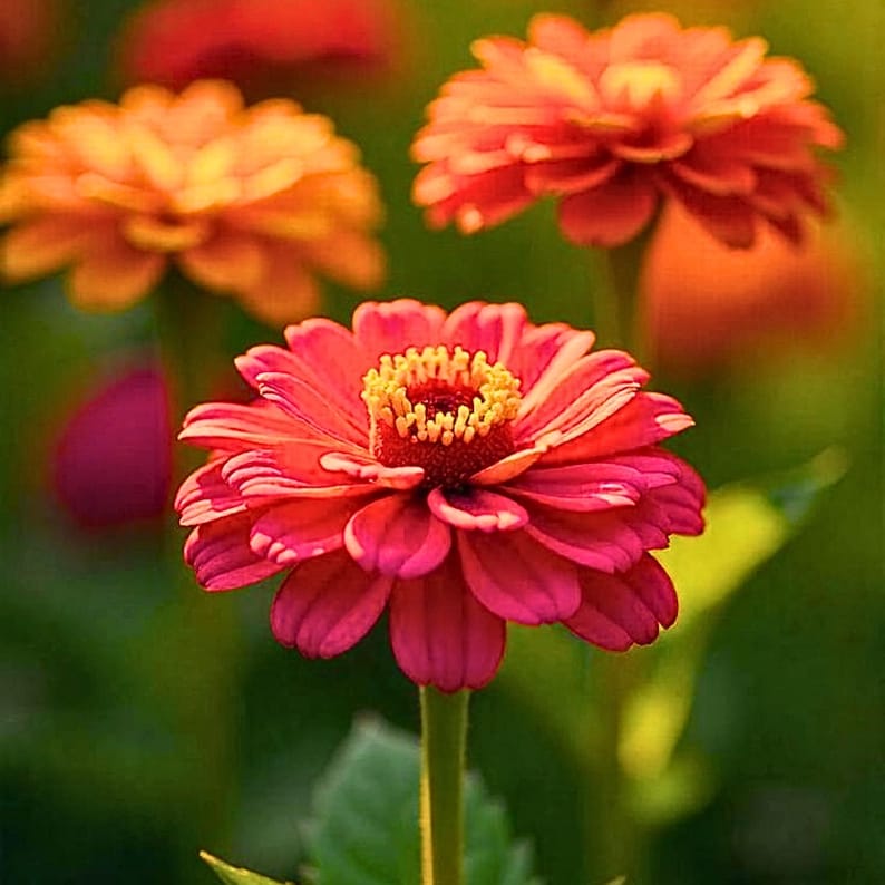 300 Zinnia Spring Mix Seeds – Giant Cut Flower Variety, Non-gmo Summer ...