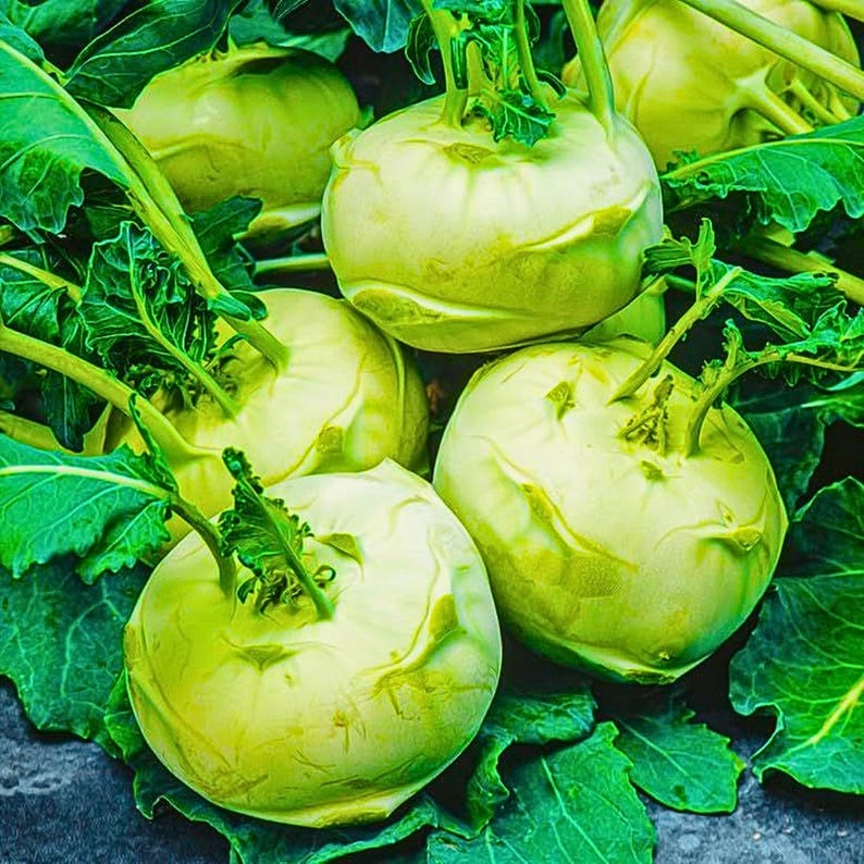 1000 Giant Kohlrabi Seeds Heirloom Brassica Vegetable - Etsy