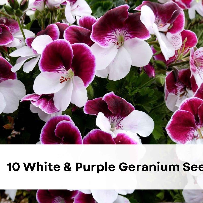 White Geranium - Etsy
