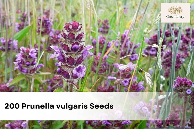 200 Prunella Vulgaris Seeds | Low-growing Purple Flower, Pollinator ...