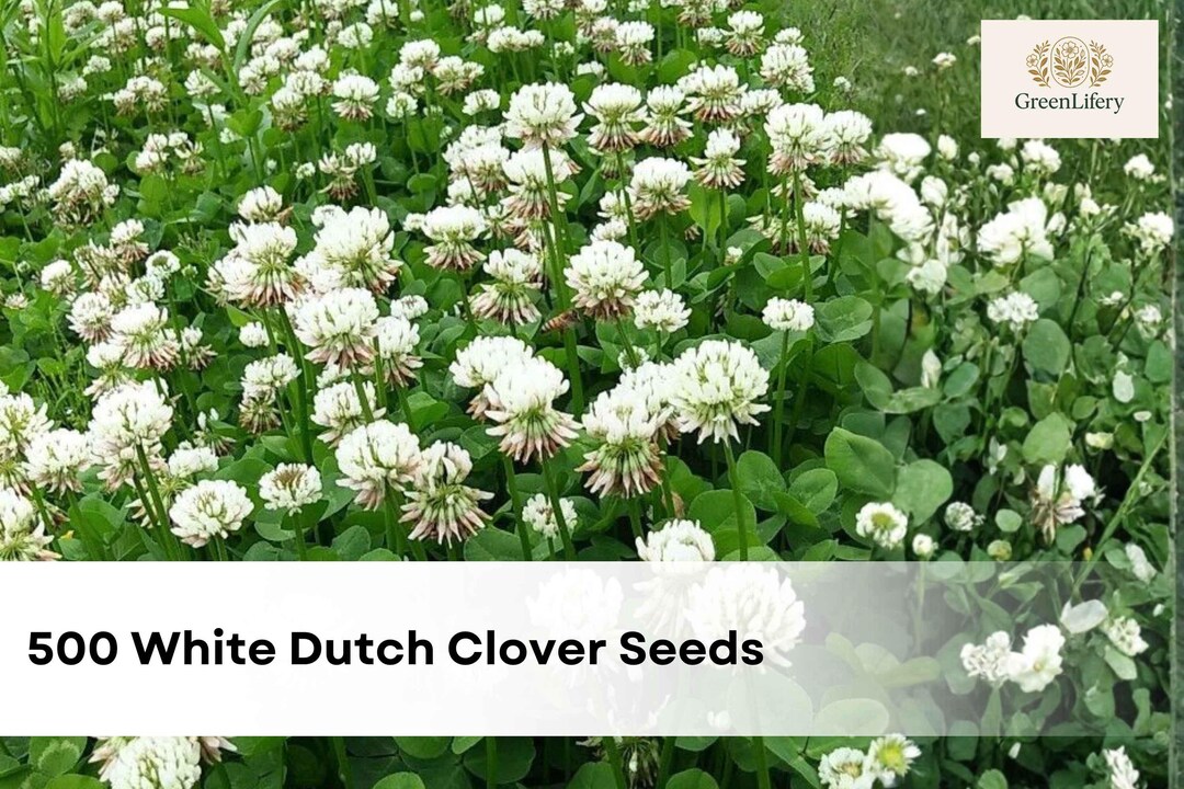 500 White Dutch Clover Seeds | Trifolium Repens | Ground Cover, Lawn ...